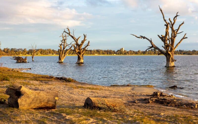 The Iconic Ancient River Red Gum and Its Properties